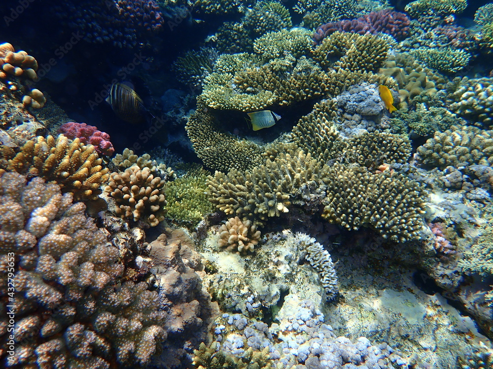 Stunning undersea coral reef view, Red Sea, Egypt, Sharm El Sheikh ...