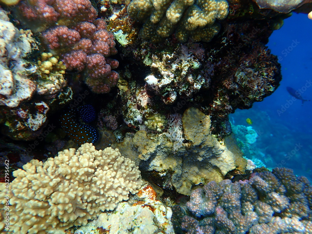 Stunning undersea coral reef view, Red Sea, Egypt, Sharm El Sheikh ...