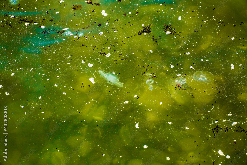 Pollution of nature, water in oceans, rivers and lakes. Green water ...