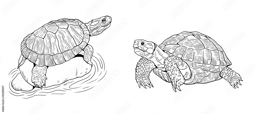 Land turtle and water turtle. Reptiles in nature. Digital drawing ...