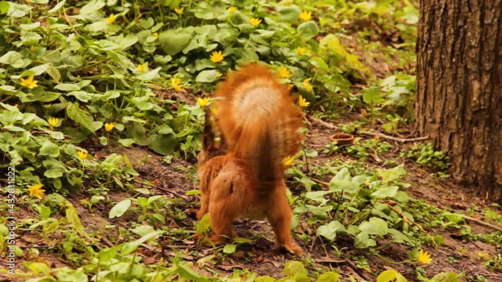 Red squirrel in the park hides food in its burrow. The squirrel makes a ...