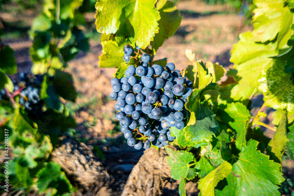 Grapes at the vineyard or grapery grow up tastefully at harvest season ...