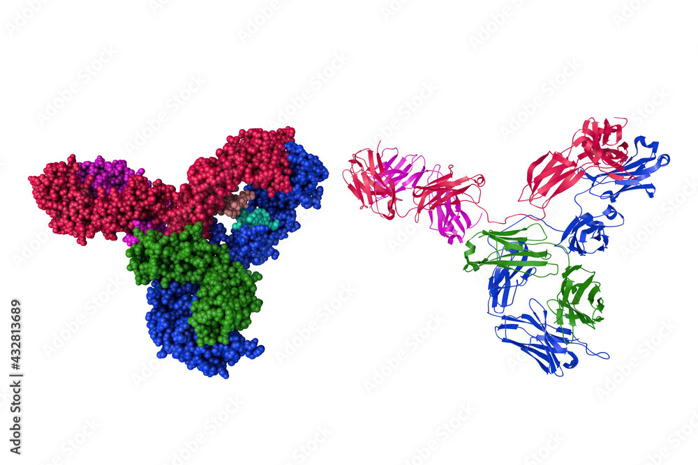 Crystal structure and space-filling molecular model of the intact human ...