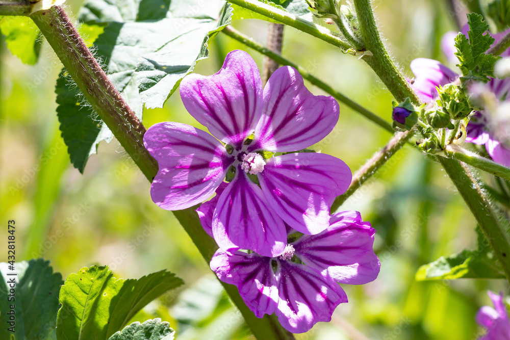 Fotografia do Stock: Malva sylvestris is a species of the mallow genus ...