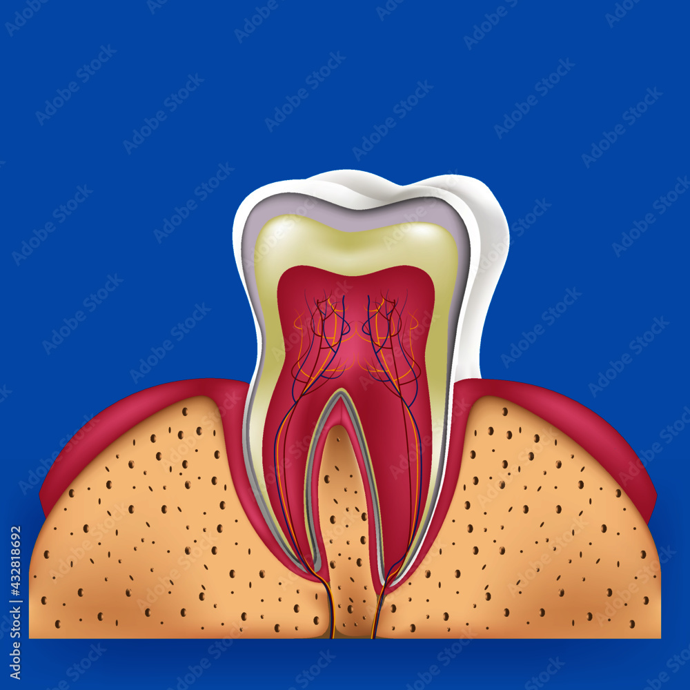 human tooth anatomy. human teeth. Medical image in bright pink and ...
