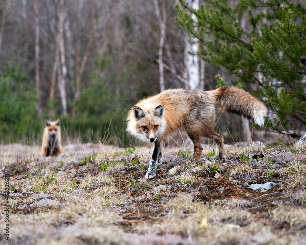 Red Fox Photo Stock. Fox Image. Close-up profile view standing on moss ...