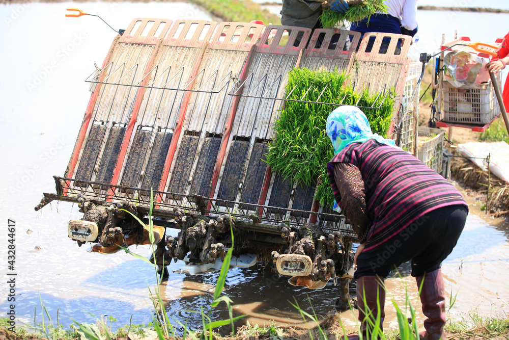Farmers planting rice in field by using rice planting machine. Stock ...