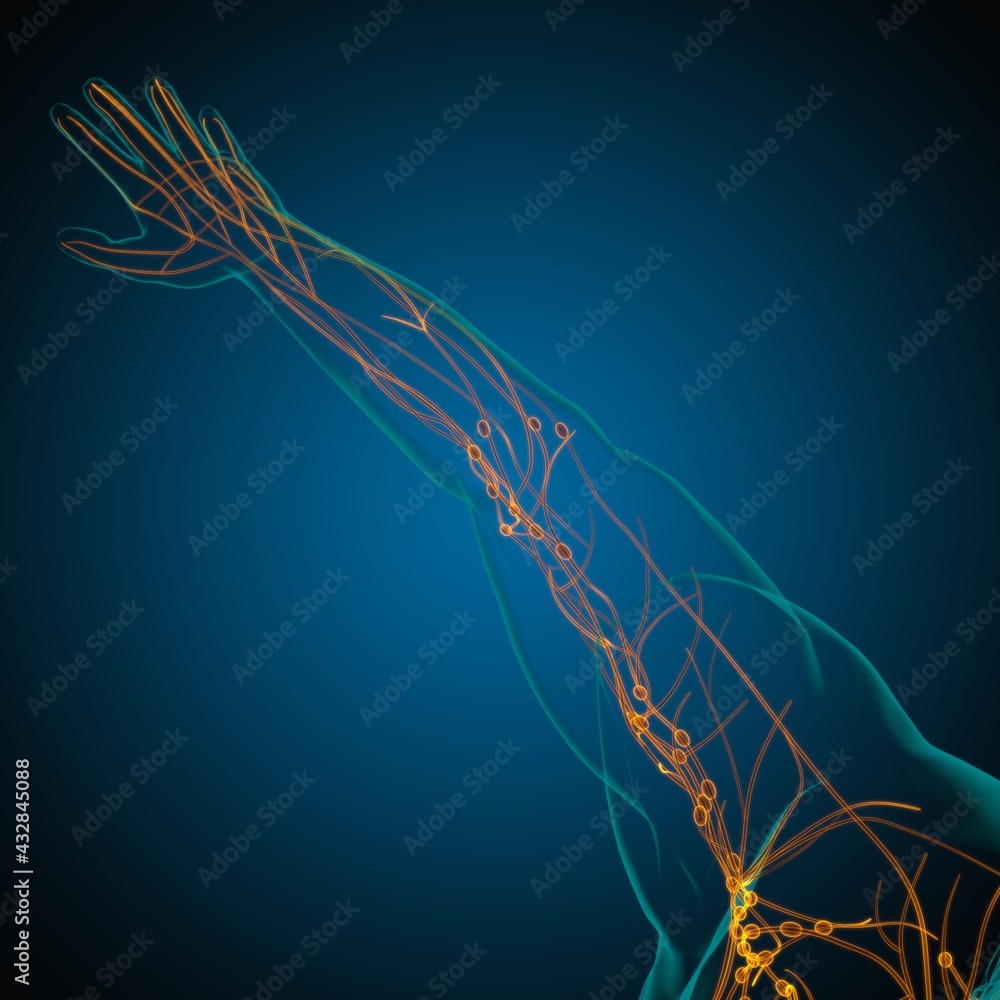 Human Lymph Nodes Anatomy For Medical Concept 3D Rendering Stock ...