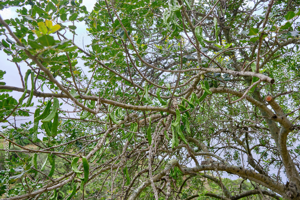 Ceratonia siliqua, commonly known as the carob tree or carob bush, St ...