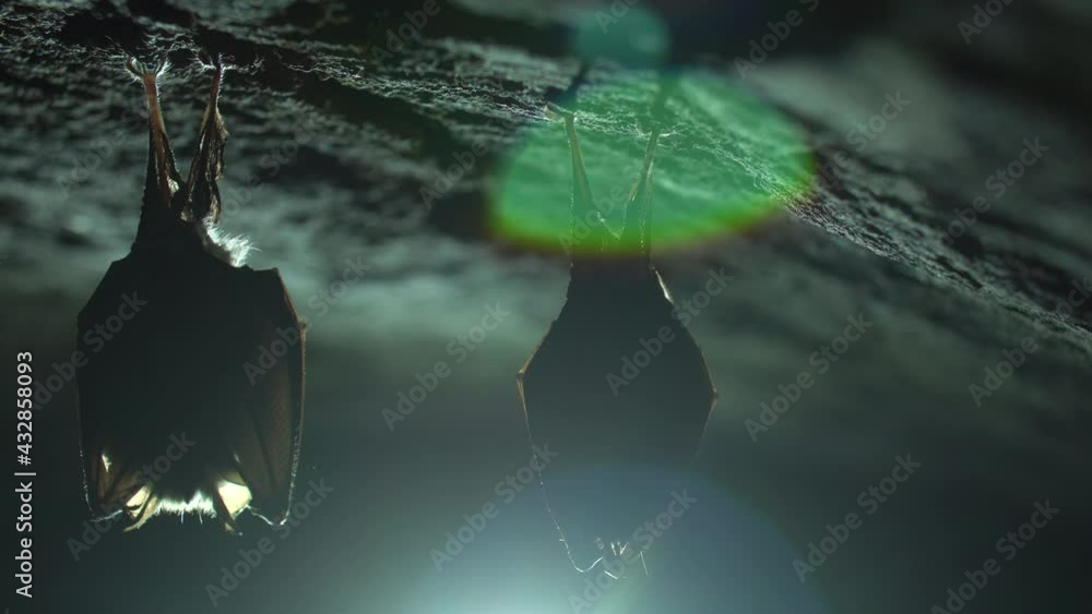 Close up small sleeping lesser horseshoe bat group covered by wings ...