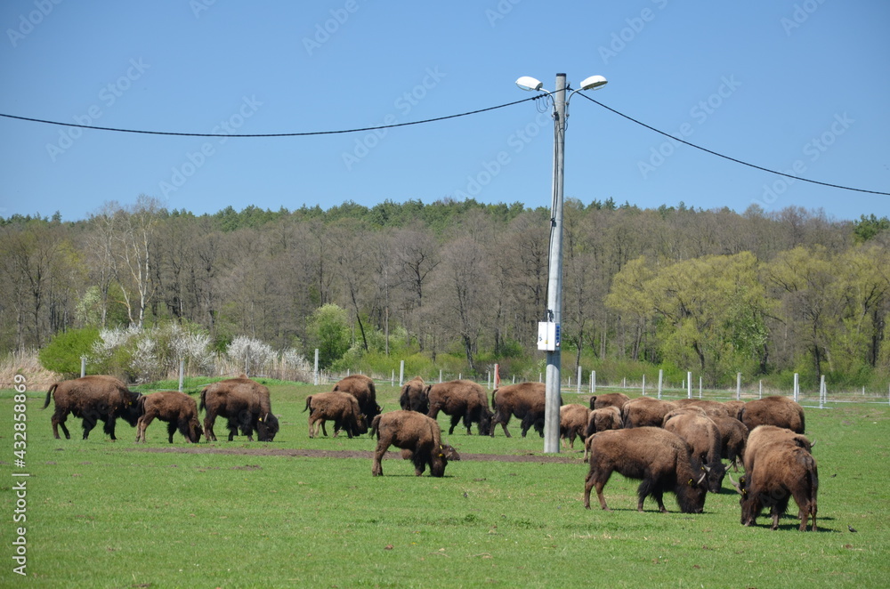 Bizon , Polski Bizon , Bizon w Polsce , Bizon , Kurozwęki ,zwierzak ...