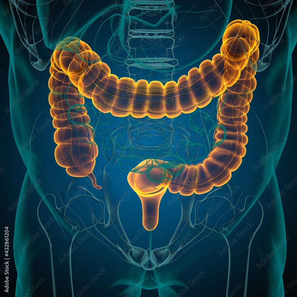 Large Intestine 3D Illustration Human Digestive System Anatomy Stock ...