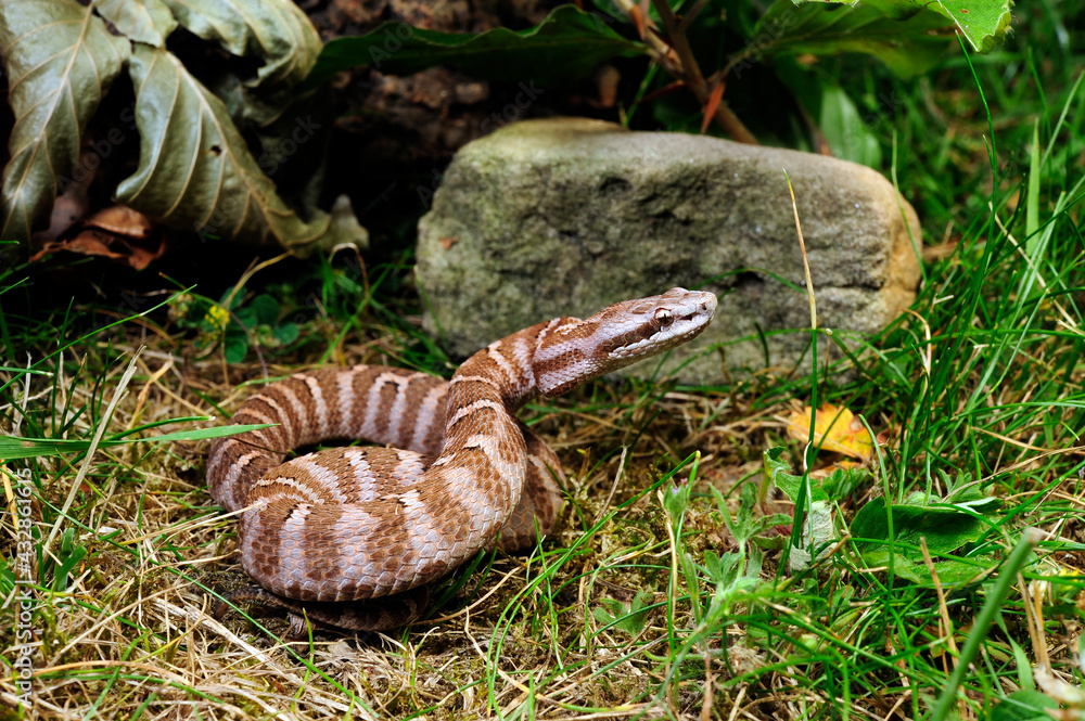 Amur viper, rock mamushi // Halysotter (Gloydius saxatilis / Gloydius ...