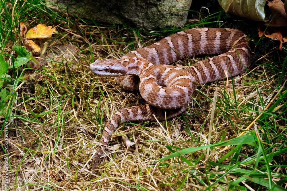 Asiatische Grubenotter // Amur viper, rock mamushi (Gloydius ...