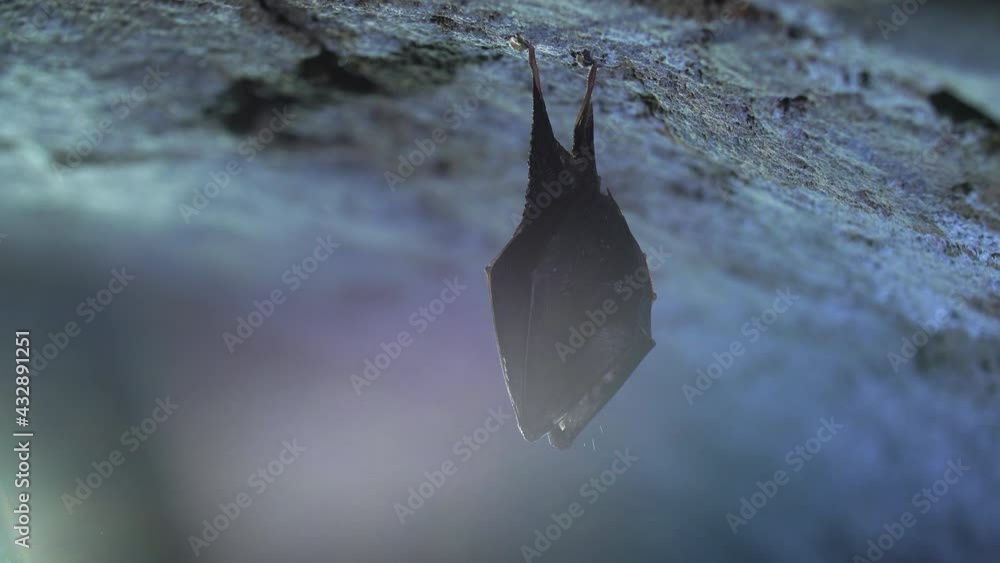 Close up small lesser horseshoe bat covered by wings, hanging upside ...