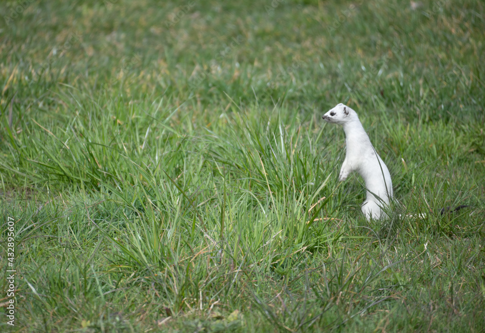 Stoat (Hermelin in German) also known as the short-tailed weasel with ...