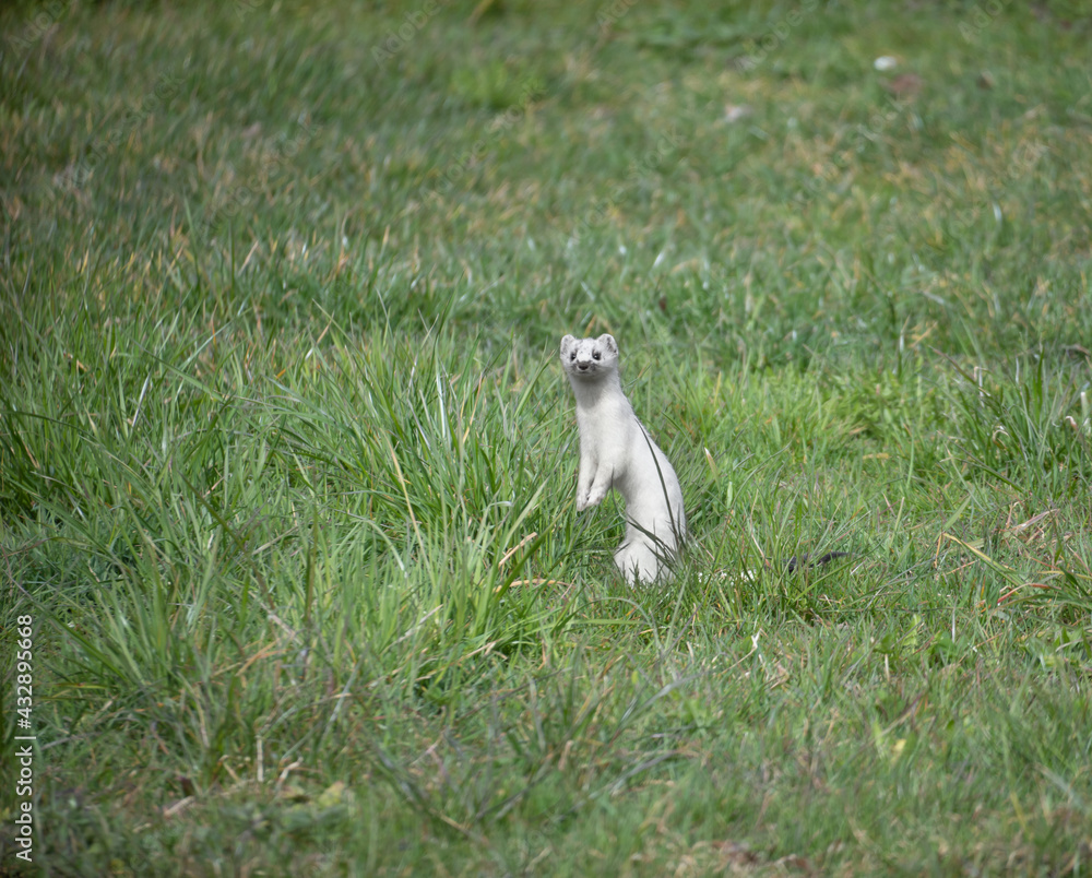 Stoat (Hermelin in German) also known as the short-tailed weasel with ...
