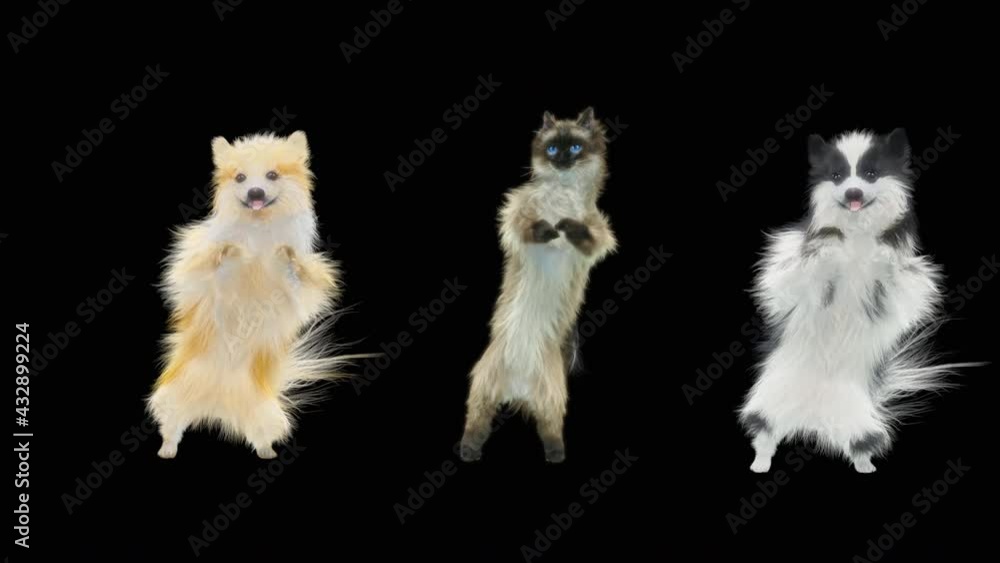 Dog and Cat, character dancing. 3d rendering, realistic CGI,3d mapping ...