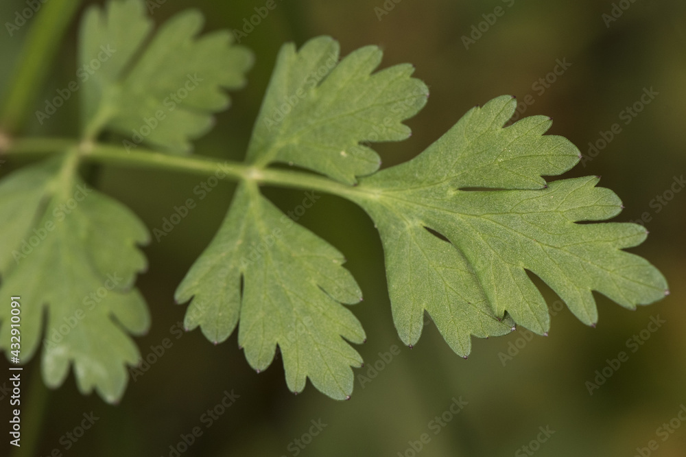 Oenanthe crocata Hemlock Water Dropwort Umbelliferae of small clustered ...