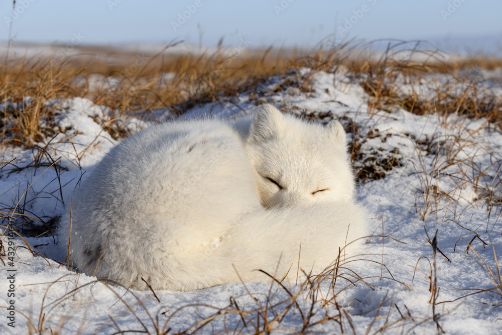 Arctic fox (Vulpes Lagopus) in wilde tundra. Arctic fox lying. Sleeping ...