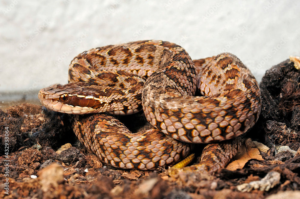 Mamushi Pit Viper // Kurzschwanz-Mamushi (Gloydius brevicaudus) Stock ...