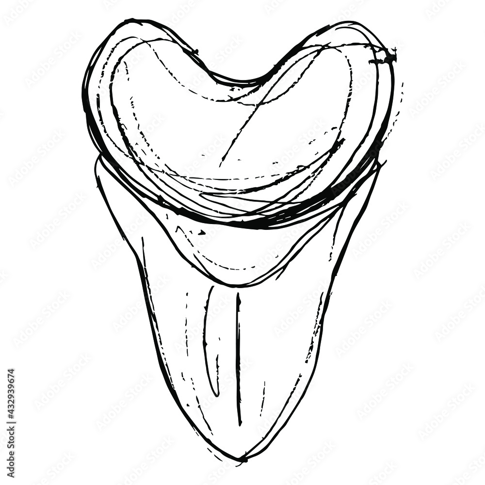 Tooth of extinct prehistoric shark Megalodon. Hand drawn linear doodle ...
