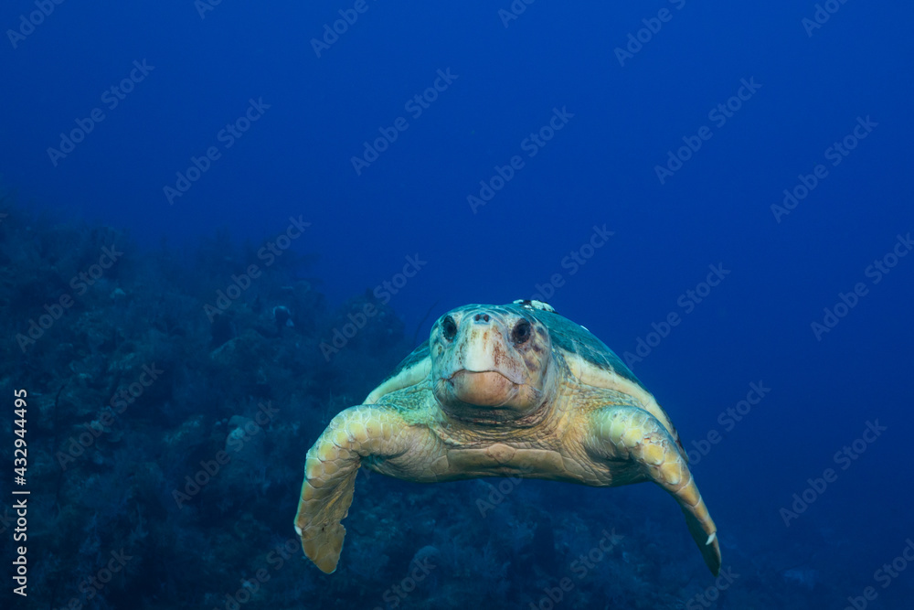 A loggerhead turtle who judging by his size and barnacles on his shell ...