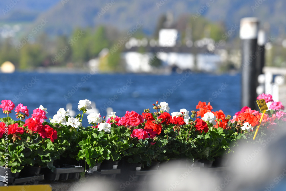 Foto Stock Das Seeschloss Ort am Traunsee in Gmunden mit Blumen im ...