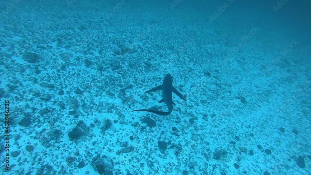 Pelagic Thresher Fox Shark with a big tail, Alopias pelagicus ...