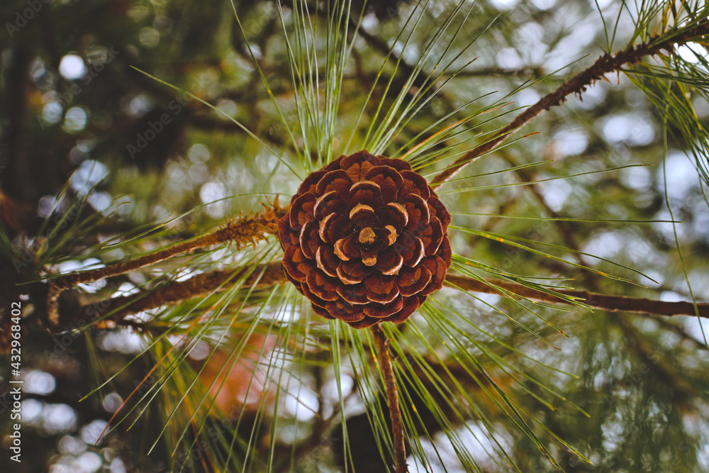 Piña de pino en forma de rosa natural, madera, fruto seco, ramas ...