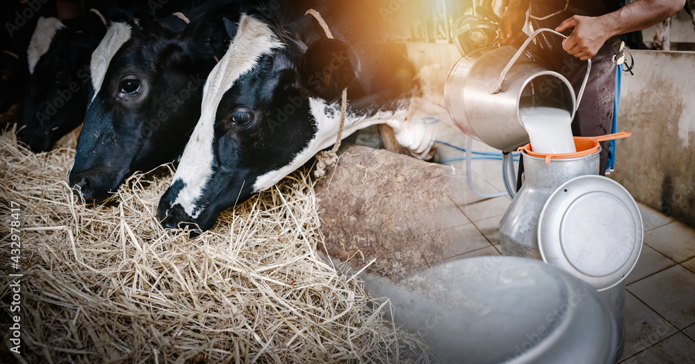 Foto Stock Dairy Cattle and Farming Industry Concept, Farmer Pouring ...