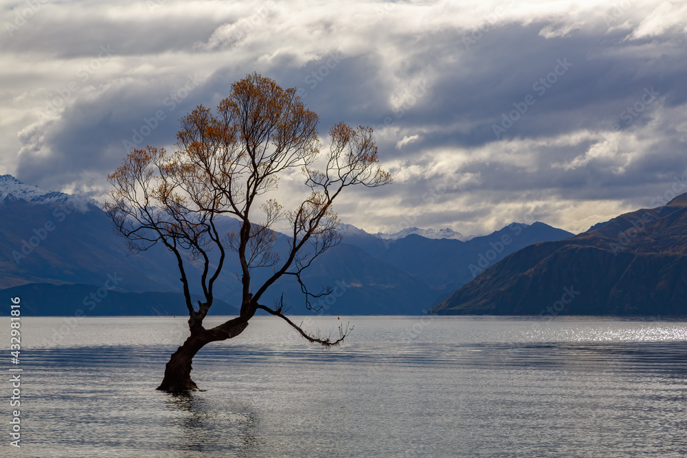 "That Wanaka Tree" in Lake Wanaka, New Zealand, in autumn. A solitary ...