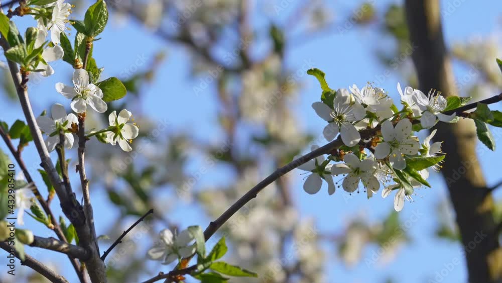 Branches of plum tree blossoming with green leaves swinging and ...