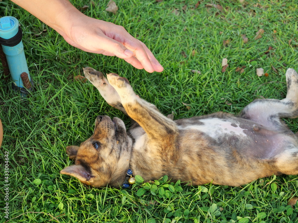 The brown cute puppy lying on his back on the green lawn, Baby dog with ...