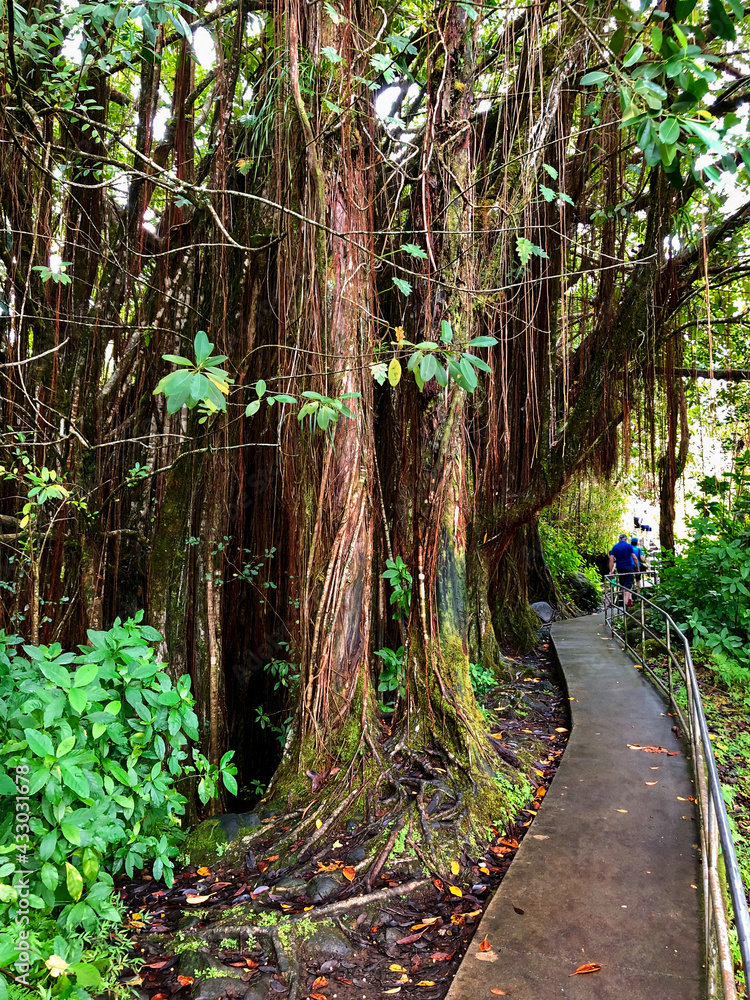 Foto de Breathtaking nature landscape scenery inside tropical lush ...