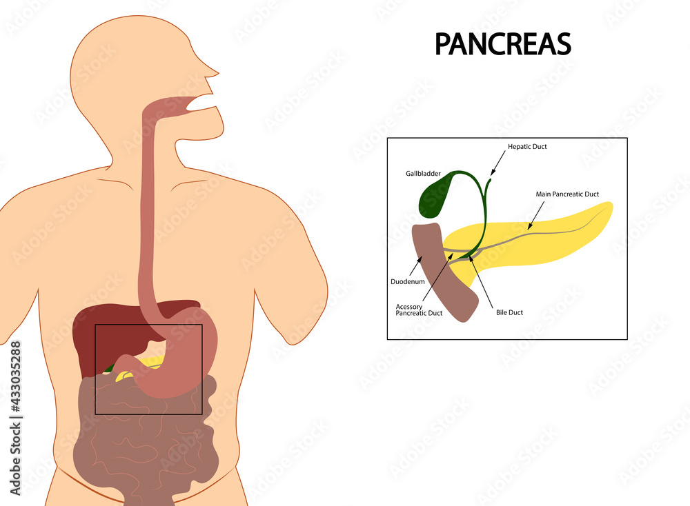 Human Pancreas anatomy Illustration. Pancreas and Galbladder structures ...