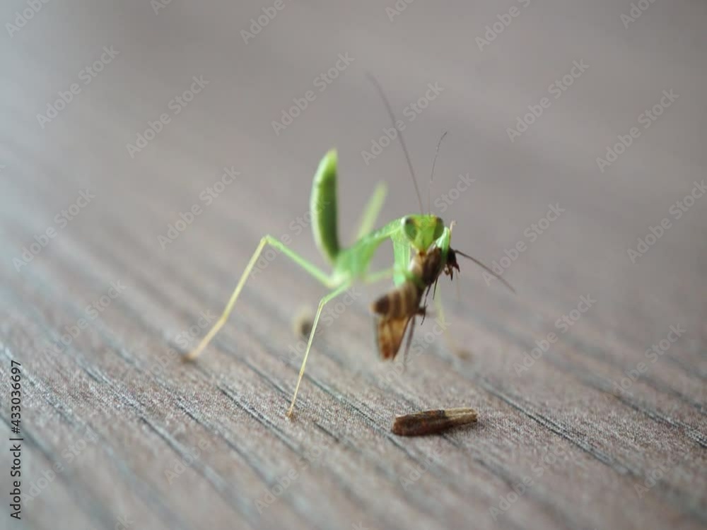 Giant Asian Mantis Hierodula membranacea nymph eating a insect. Stock ...