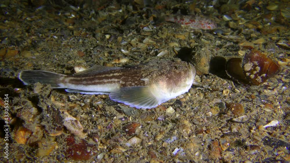 Sea fish Atlantic stargazer (Uranoscopus scaber) lures prey Red mullet ...