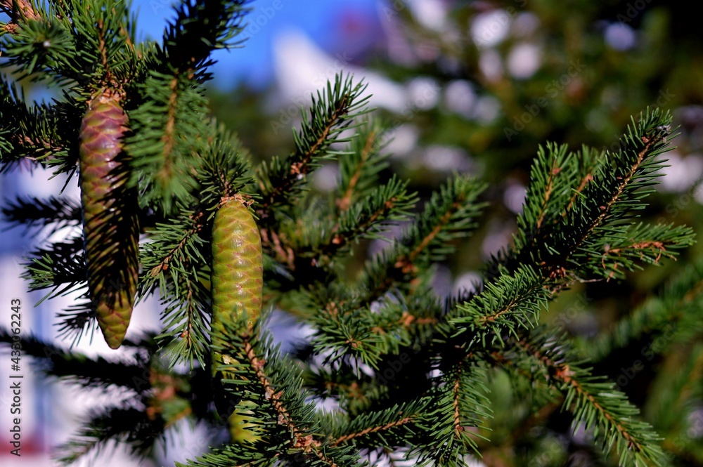 Spruce tree branches with young resin cones growing in an urban ...