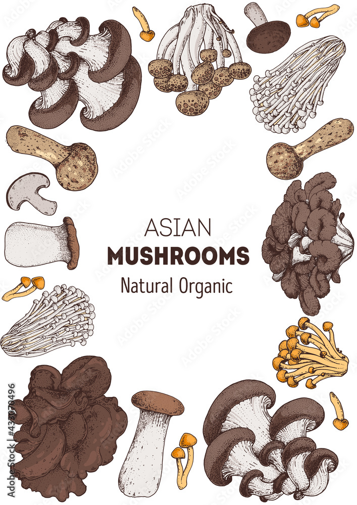 Asian mushrooms set. Edible mushrooms hand drawn . Vector illustrations ...