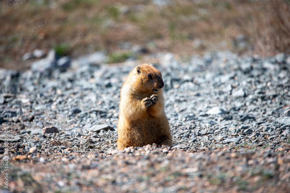 Foto de Standing pose of the Marmota bobak, also known as the steppe ...