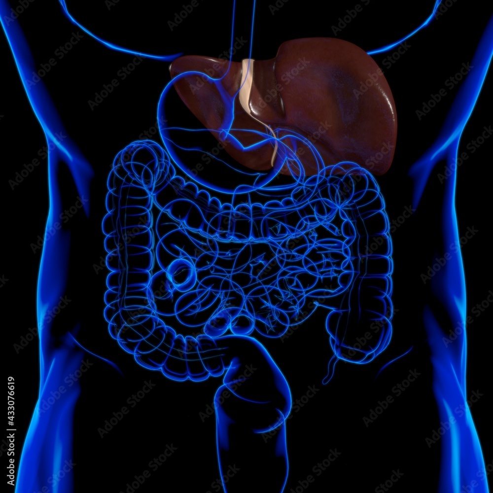 Liver 3D Illustration Human Digestive System Anatomy Stock Illustration ...