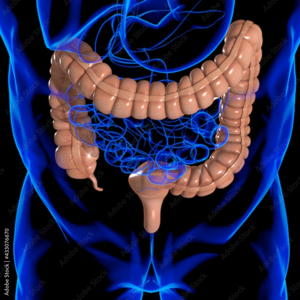 Large Intestine 3D Illustration Human Digestive System Anatomy Stock ...