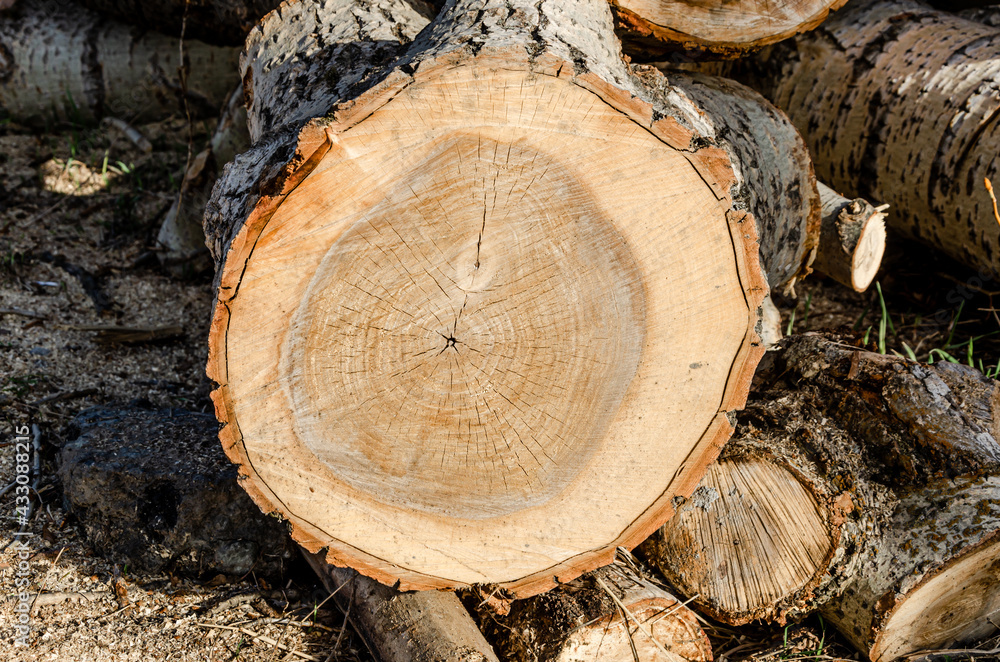 Thick logs of felled trees with annual rings. Stock Photo | Adobe Stock