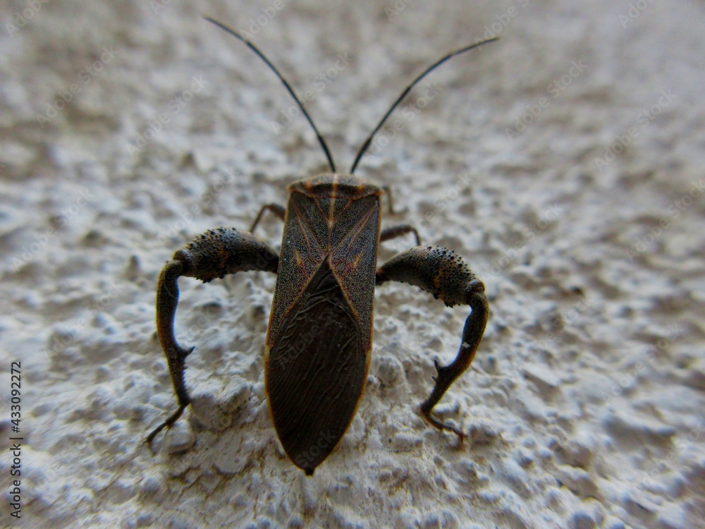 Coreidae