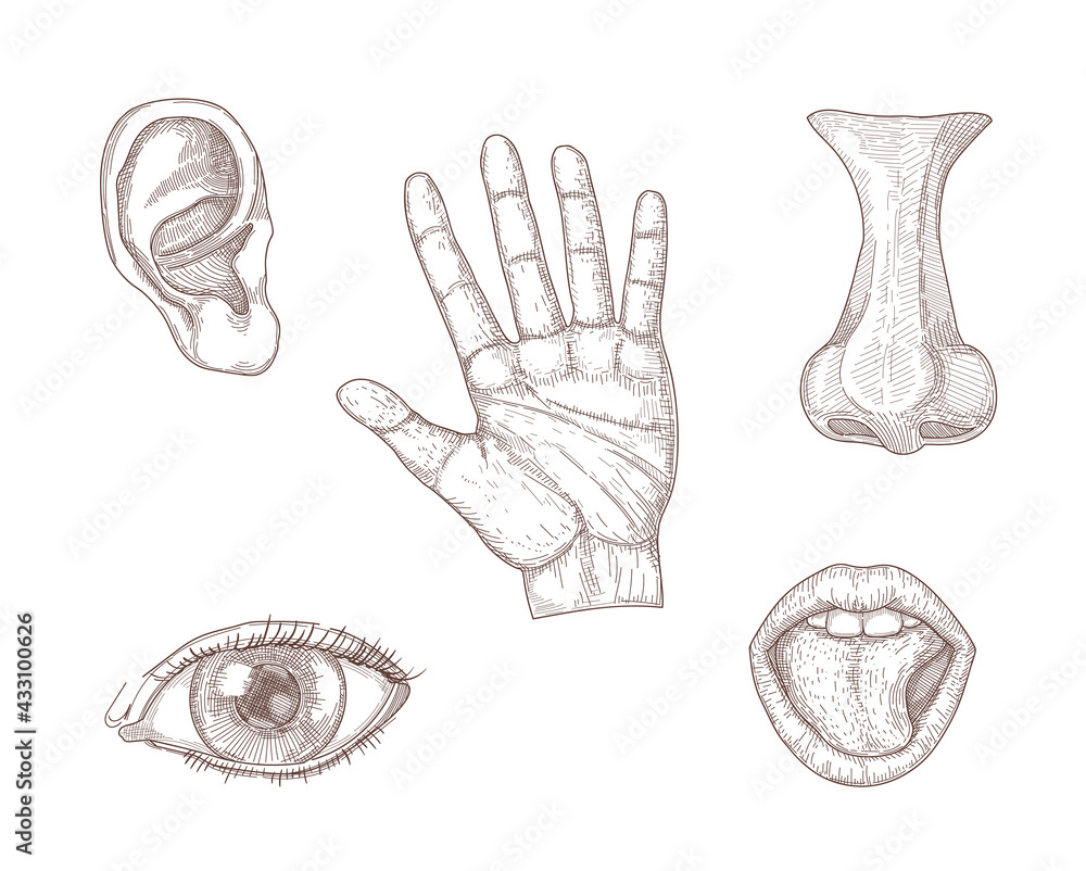 Five human senses hand drawn vector illustration set: taste, smell ...