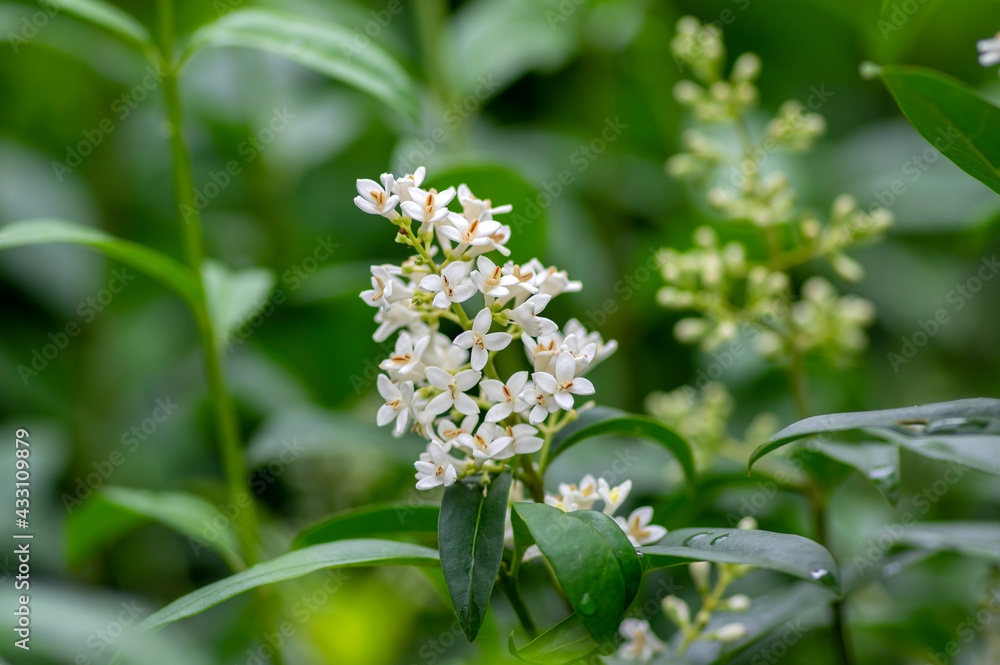 Ligustrum vulgare wild european privet white flowering plant, group of ...