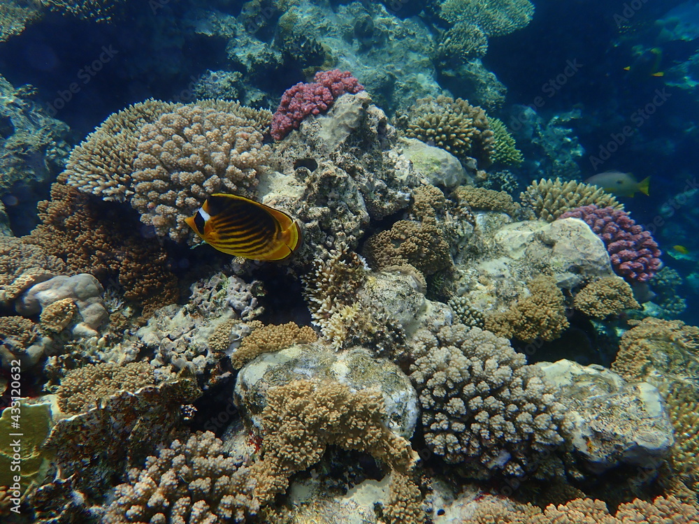 Stunning undersea coral reef view, Red Sea, Egypt, Sharm El Sheikh ...