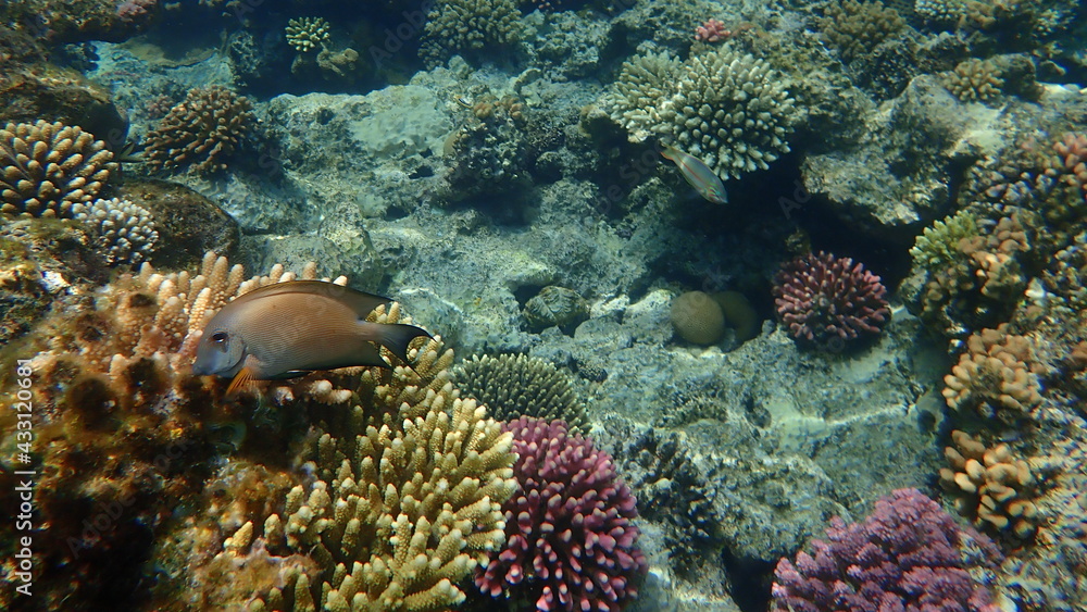 Stunning undersea coral reef view, Red Sea, Egypt, Sharm El Sheikh ...