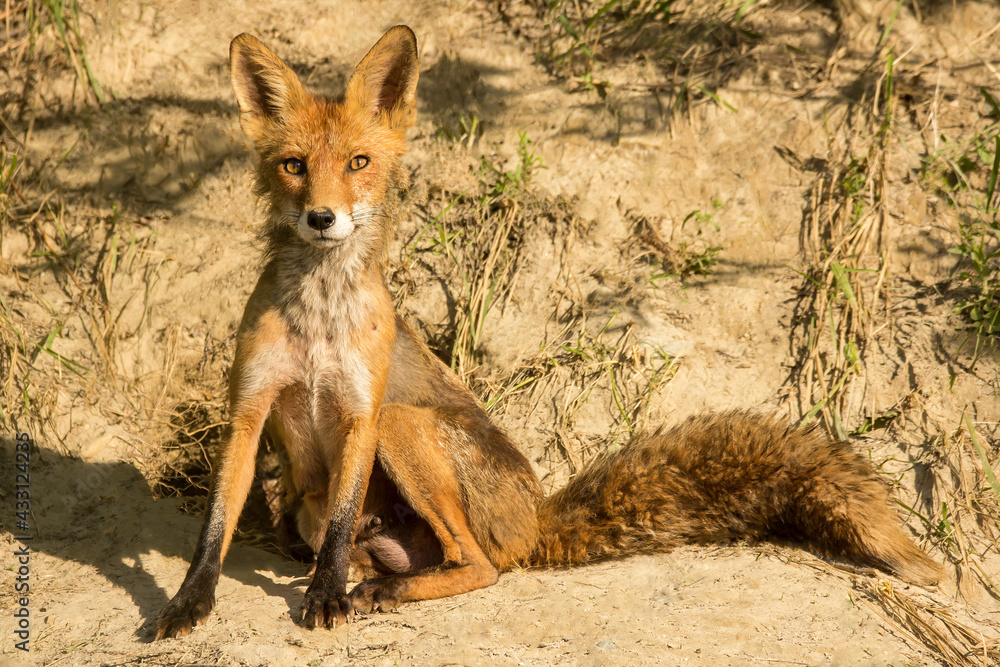 Red fox adult female (Vulpes vulpes) large european fox in front of the ...